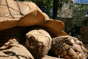 How To Tell The Age Of A Turtle? [Illustrated Guide] – The Turtle Hub