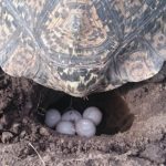 How to Make a Nesting Box for Turtles? | The Turtle Hub