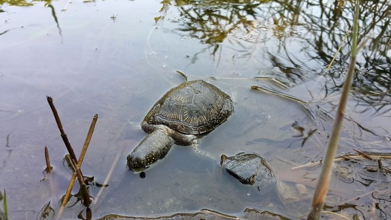 How To Tell If Your Turtle Is Dead? [5 Sure Ways] – The Turtle Hub