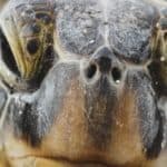 Turtle Swollen Eyes Home Remedy: Everything You Need To Know | The ...