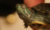Turtle Eye Diseases: Types, Symptoms, Prevention and Cure – The Turtle Hub