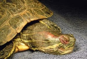 Turtle Eye Diseases: Types, Symptoms, Prevention and Cure – The Turtle Hub