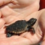 How to tell if your turtle is dead? | The Turtle Hub