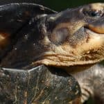How to tell the age of a turtle? | The Turtle Hub