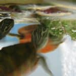 How Long Can A Painted Turtle Stay Out Of Water? | The Turtle Hub