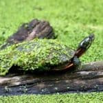 How To Set Up A Painted Turtle Tank? [Step By Step Guide] | The Turtle Hub