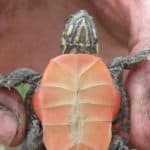 How Much Is A Painted Turtle? | The Turtle Hub
