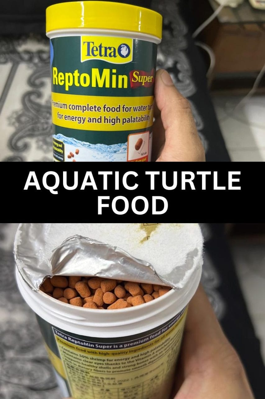 What Human Foods Can Turtles Eat? [Food Chart] - The Turtle Hub