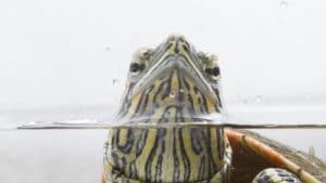 How To Take Care Of A Painted Turtle? – The Turtle Hub