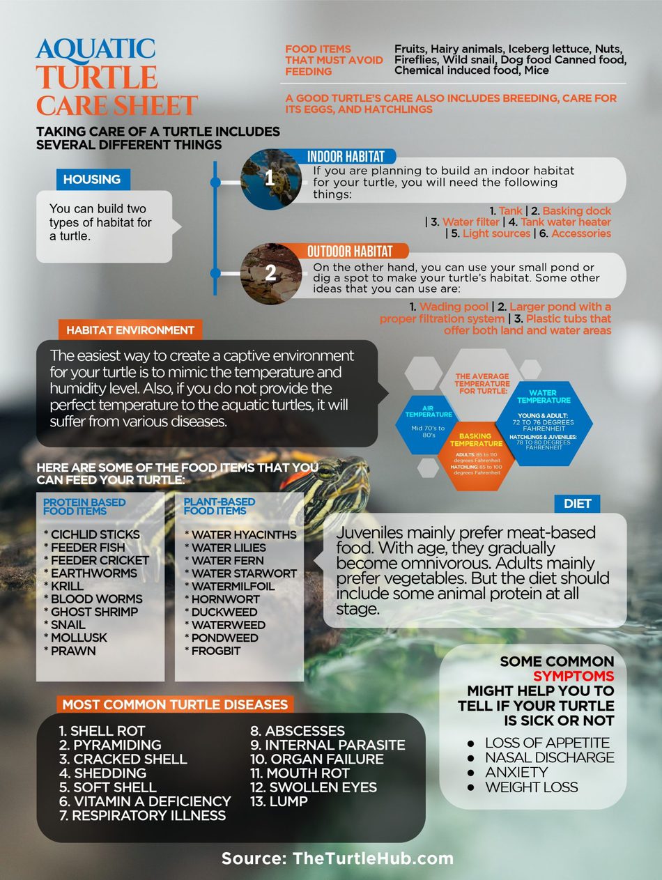 How To Take Care Of Yellow Bellied Slider? [Diet, Diseases, Care Sheet ...