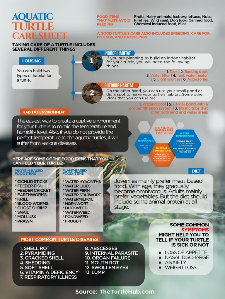 How To Take Care Of A Baby Turtle In The Winter? – The Turtle Hub