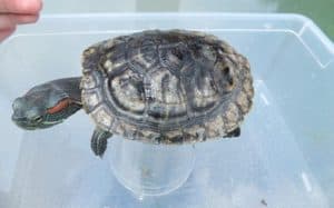 Red Eared Slider Shell Problems & How to Treat Them – The Turtle Hub