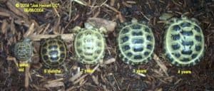 How to Determine Box Turtle Age? – The Turtle Hub