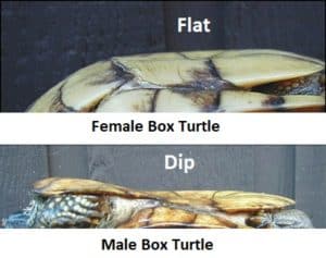 How To Tell The Gender Of A Box Turtle? – The Turtle Hub