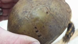 13 Map Turtle Shell Problems & How to Treat Them – The Turtle Hub