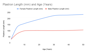 How To Tell The Age Of A Turtle? [Illustrated Guide] – The Turtle Hub