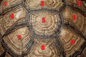 How To Tell The Age Of A Turtle? [Illustrated Guide] – The Turtle Hub