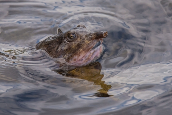 How Much Does A Softshell Turtle Weight The Turtle Hub