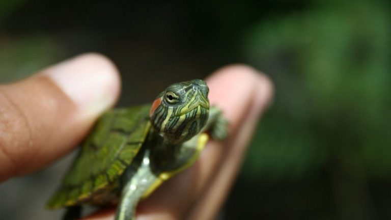 How To Take Care Of Baby Red Eared Sliders? – The Turtle Hub