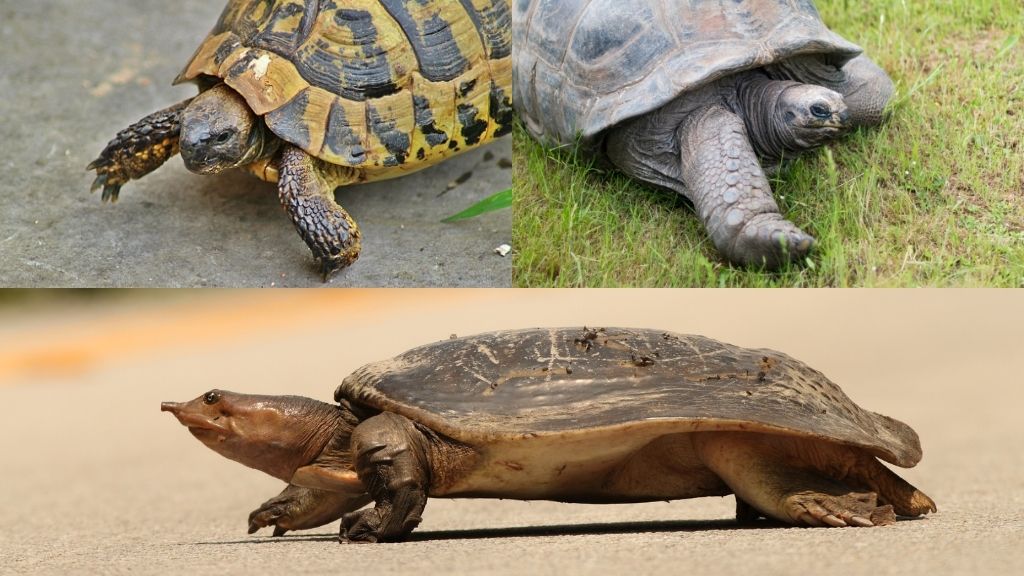 Can Turtles Run The Turtle Hub
