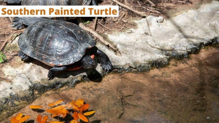 How To Identify Turtles? [Different Turtle Species Identification Guide ...