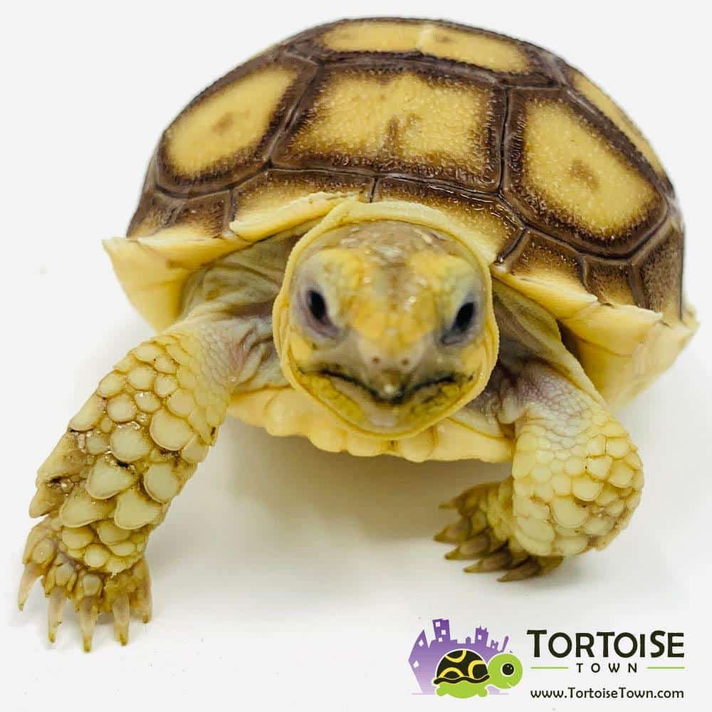 sulcata-tortoise – The Turtle Hub
