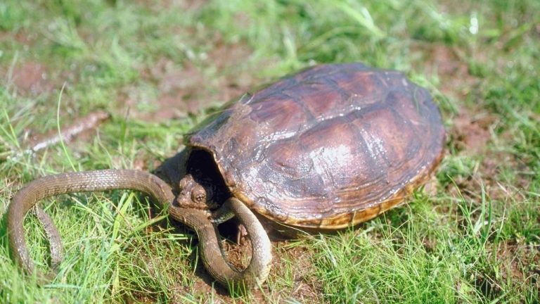 Can A Snapping Turtle Bite A Finger Off? – The Turtle Hub