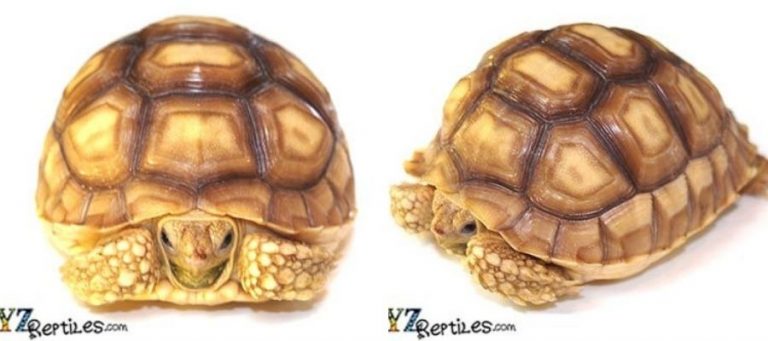 How Much Does A Sulcata Tortoise Cost? – The Turtle Hub