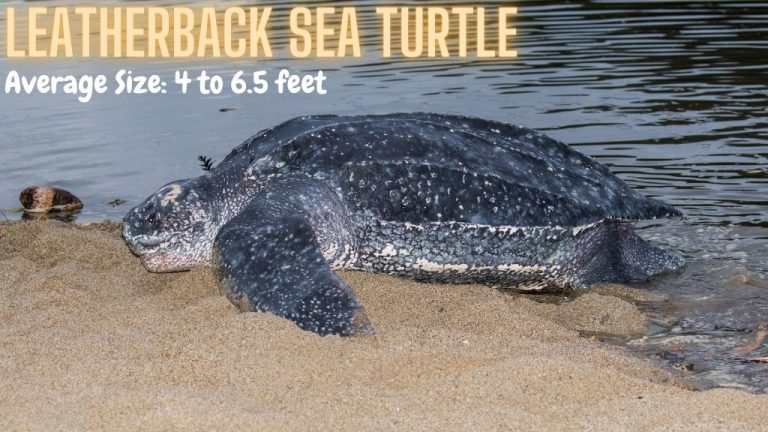 Sea Turtle Size: How Big Can Sea Turtles Get? – The Turtle Hub