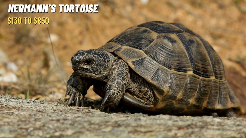 The Top 6 Smallest Tortoise Species For Your Home – The Turtle Hub