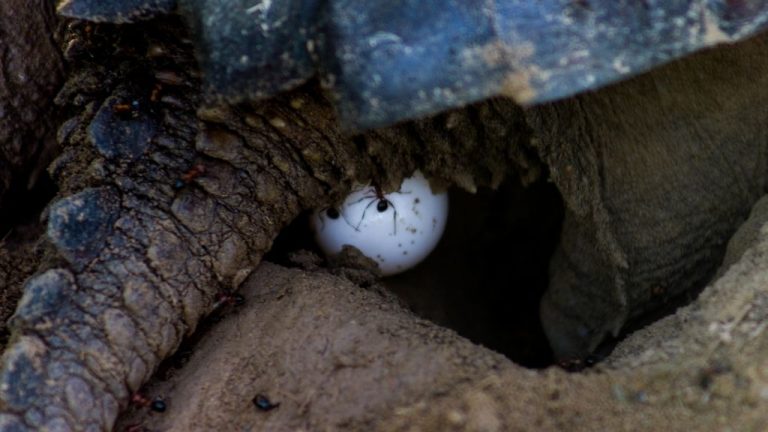 How Long Do Snapping Turtle Eggs Incubate? – The Turtle Hub