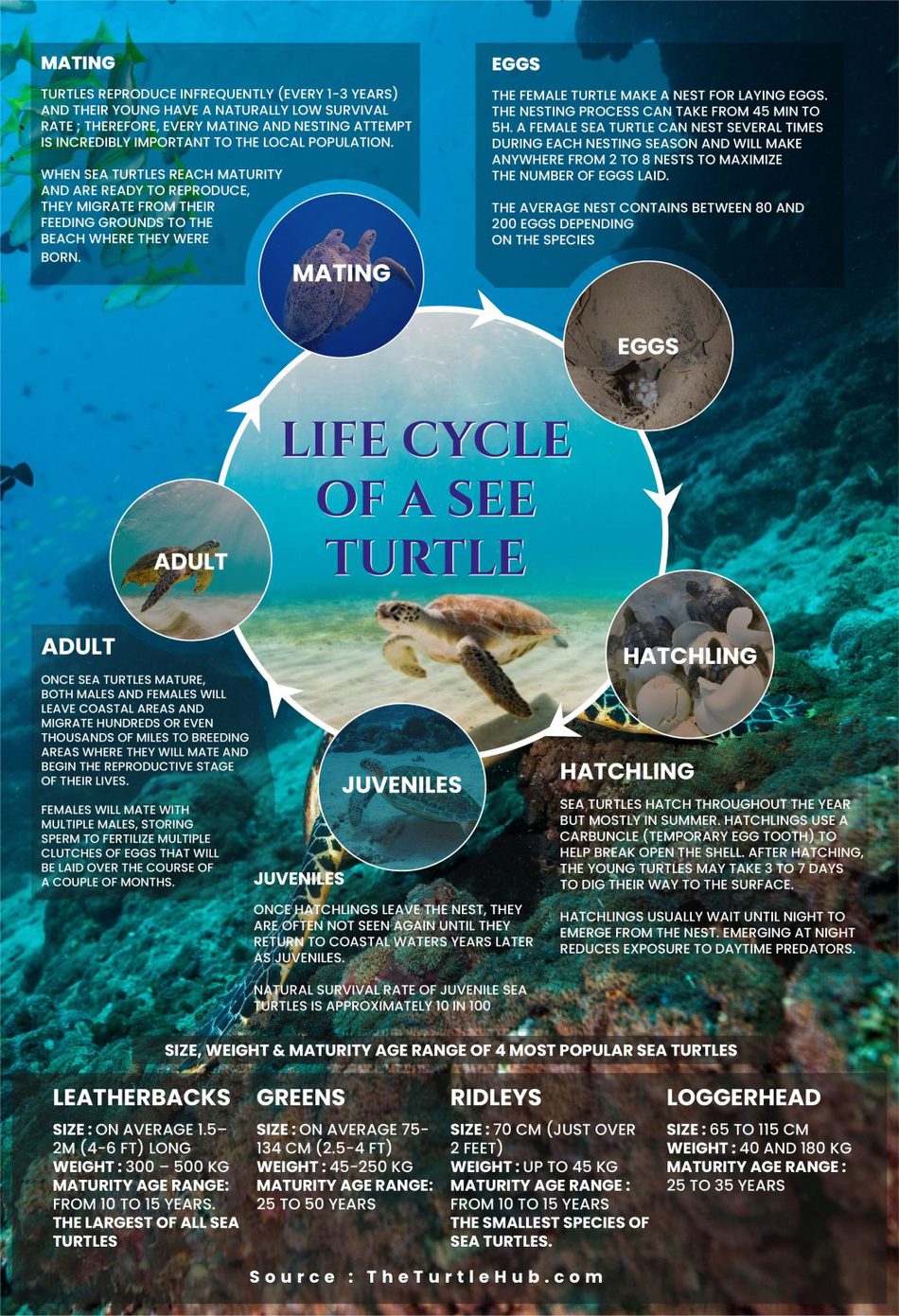 Sea Turtle Life Cycle Explained [With Visual Infographic] – The Turtle Hub