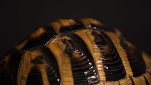 How To Treat A Turtle’s Shell Rot? [Treatment At Home Guide] – The ...