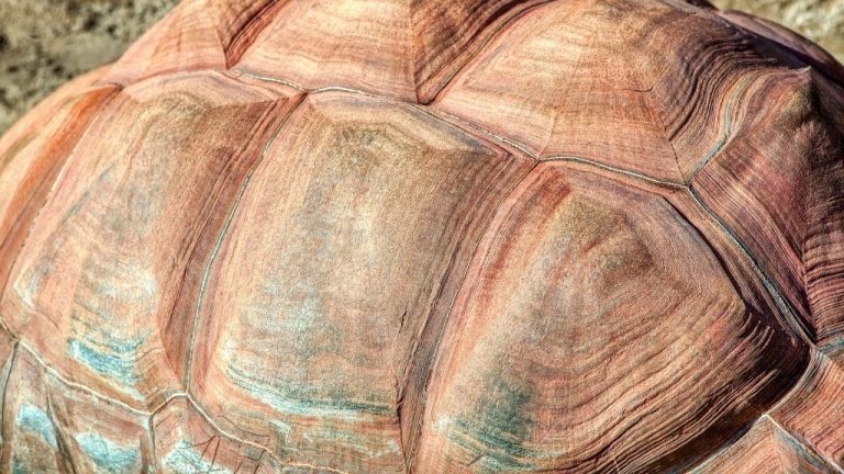 How To Treat A Turtle’s Shell Rot? [Treatment At Home Guide] – The ...