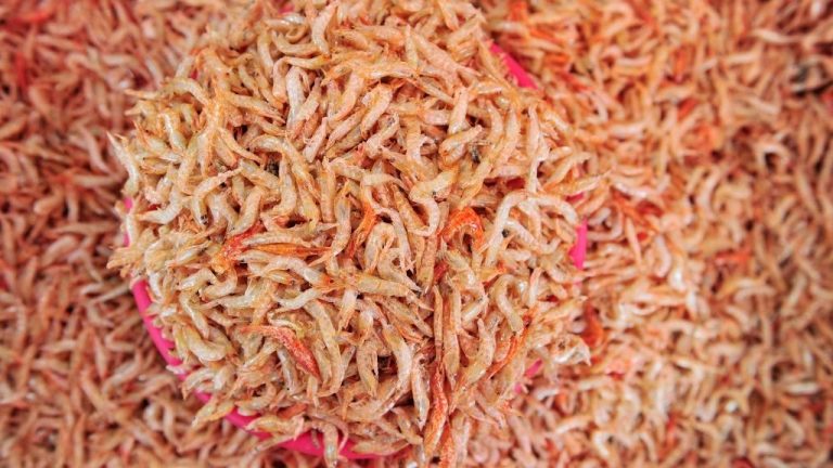 How To Provide Calcium To Turtles? [8 Sources] – The Turtle Hub