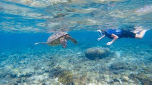Can You Touch Sea Turtles? [Interesting Facts] – The Turtle Hub