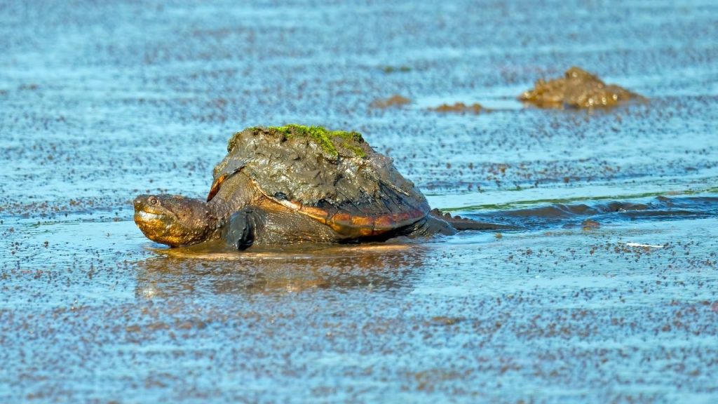 How Long Do Snapping Turtles Live? [Explained With Chart] – The Turtle Hub