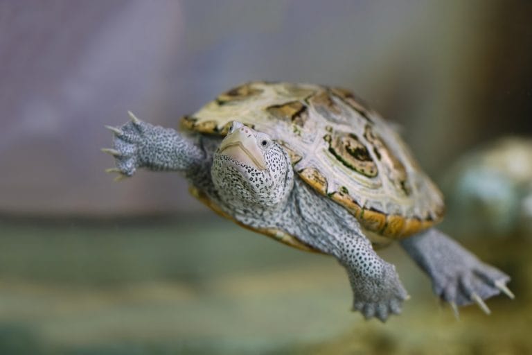 Diamondback Terrapin Care Guide For Beginners [Full Guide] - The Turtle Hub