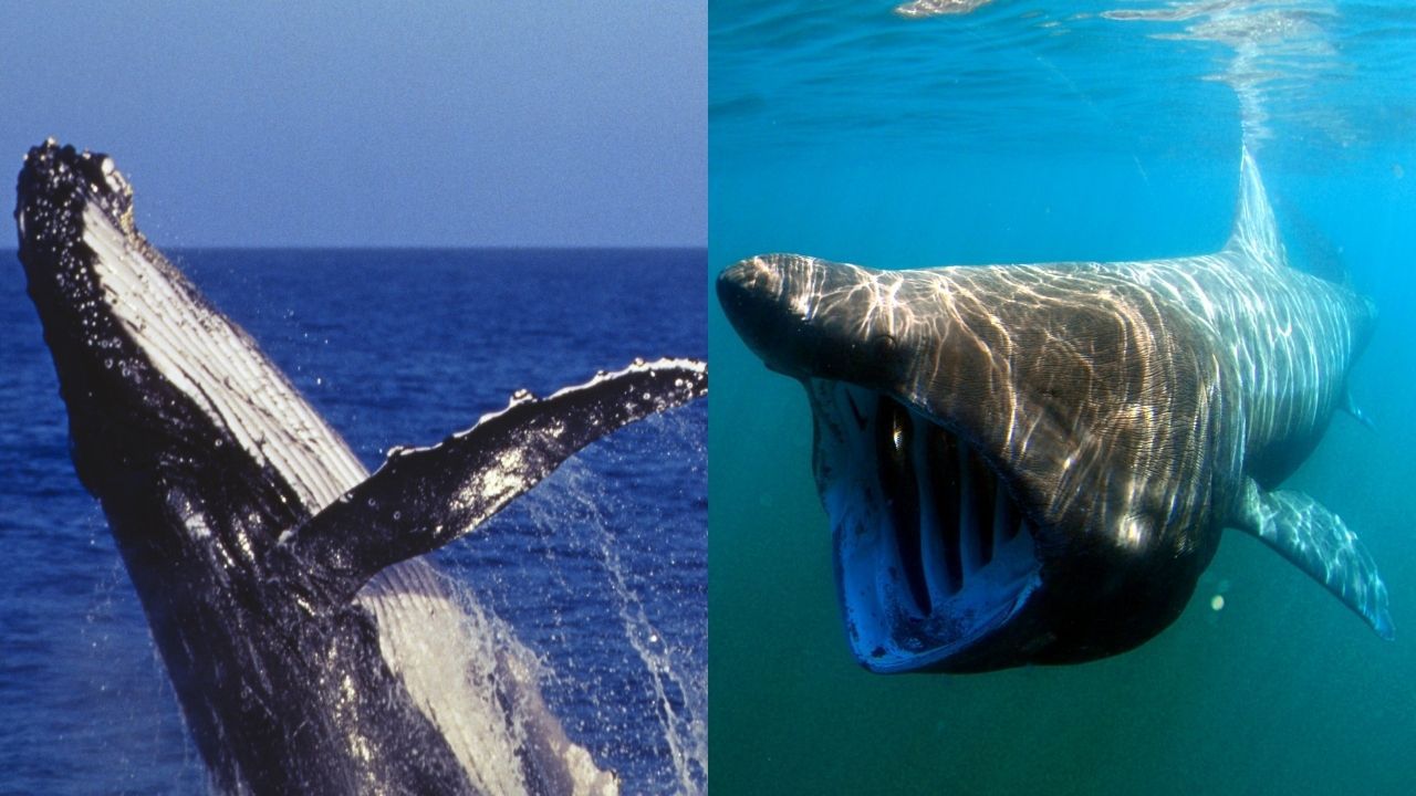 16 Sea Turtle Predators & Threats To Be Aware Of! – The Turtle Hub