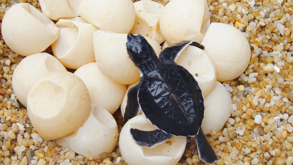 How Much Sooner Turtle Could Hatch With A Temp That Is A Bit Warmer