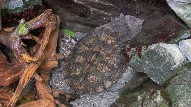 10 Surprising Facts About Turtle Shell Patterns You Never Knew - The ...