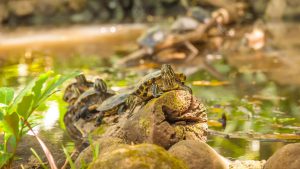 Outdoor Turtle Pond Setup Guide: Material List + Maintenance – The ...