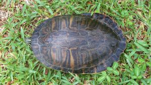 Turtle Shell Rot Vs Shedding: How To Differentiate Them? – The Turtle Hub