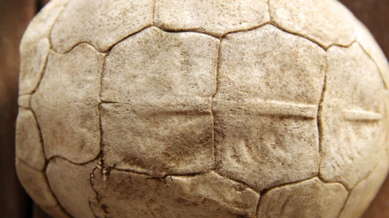 How To Preserve A Turtle’s Shell? – The Turtle Hub