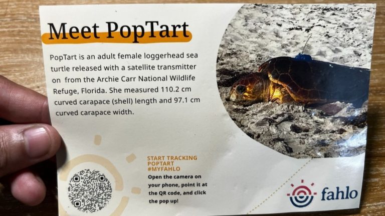 Fahlo Sea Turtle Tracking Bracelet Review: Are They Legit? – The Turtle Hub