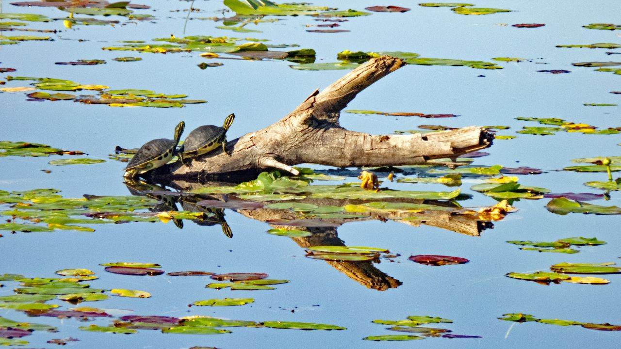 How Long Can A Turtle Stay Out Of Water? – The Turtle Hub