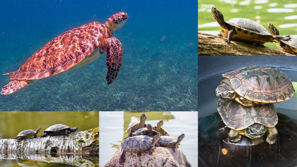 200+ List Of Native Turtles Throughout USA [By State] – The Turtle Hub