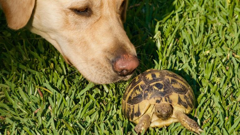 How To Predator Proof Tortoise Enclosure Like A Pro? – The Turtle Hub