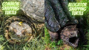 Common Snapping Turtle vs. Alligator Snapping Turtle [15 Differences ...