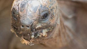 What To Do With A Dead Tortoise? – The Turtle Hub